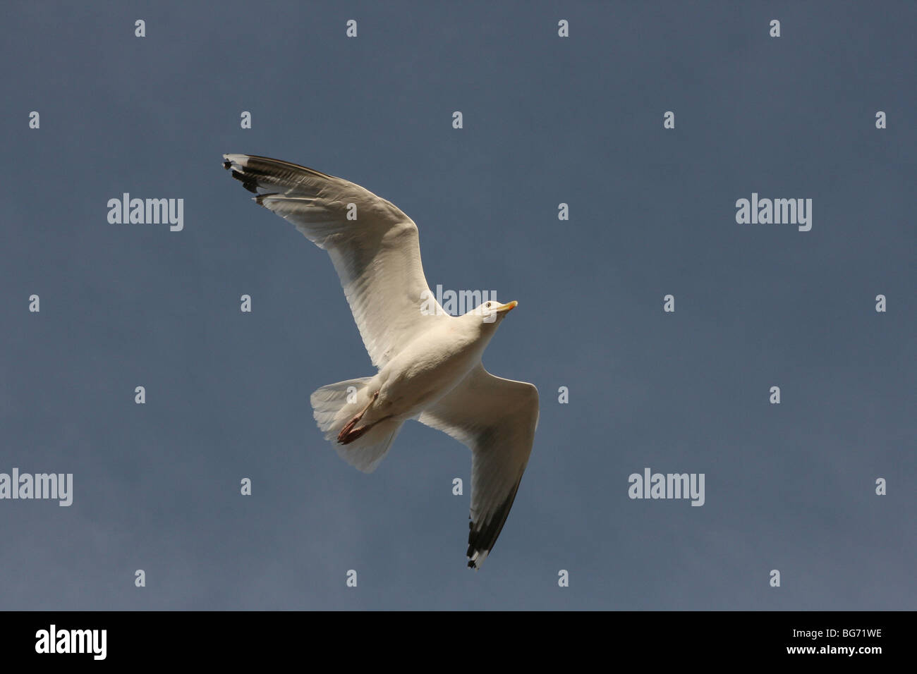 Flying gull close up hi-res stock photography and images - Alamy