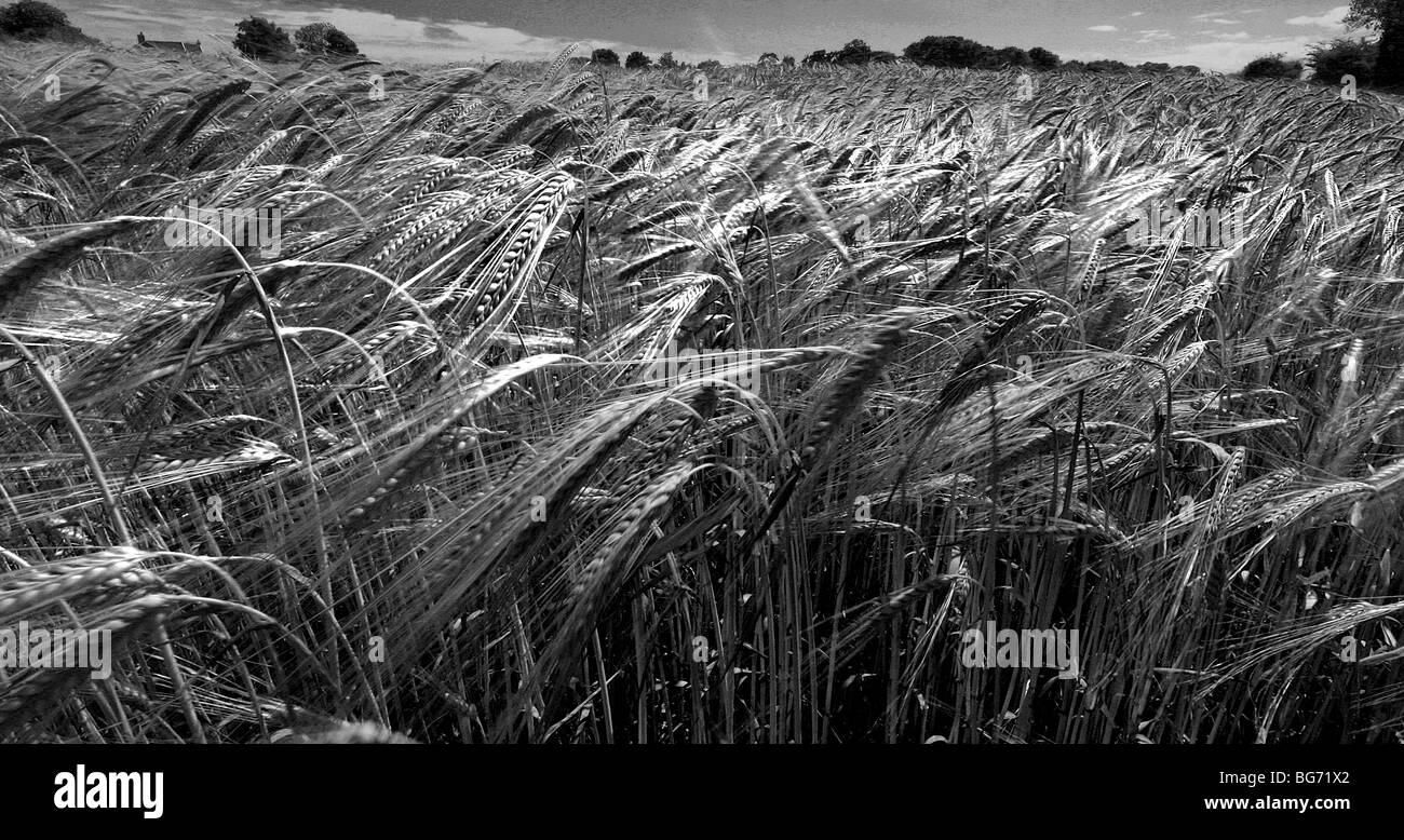 Crop rotation corn hi-res stock photography and images - Alamy