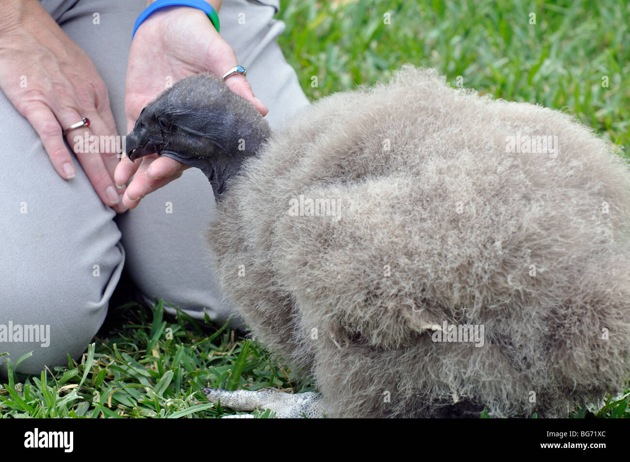 California condor baby hi-res stock photography and images - Alamy