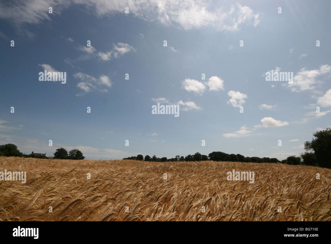 Crop rotation corn hi-res stock photography and images - Alamy