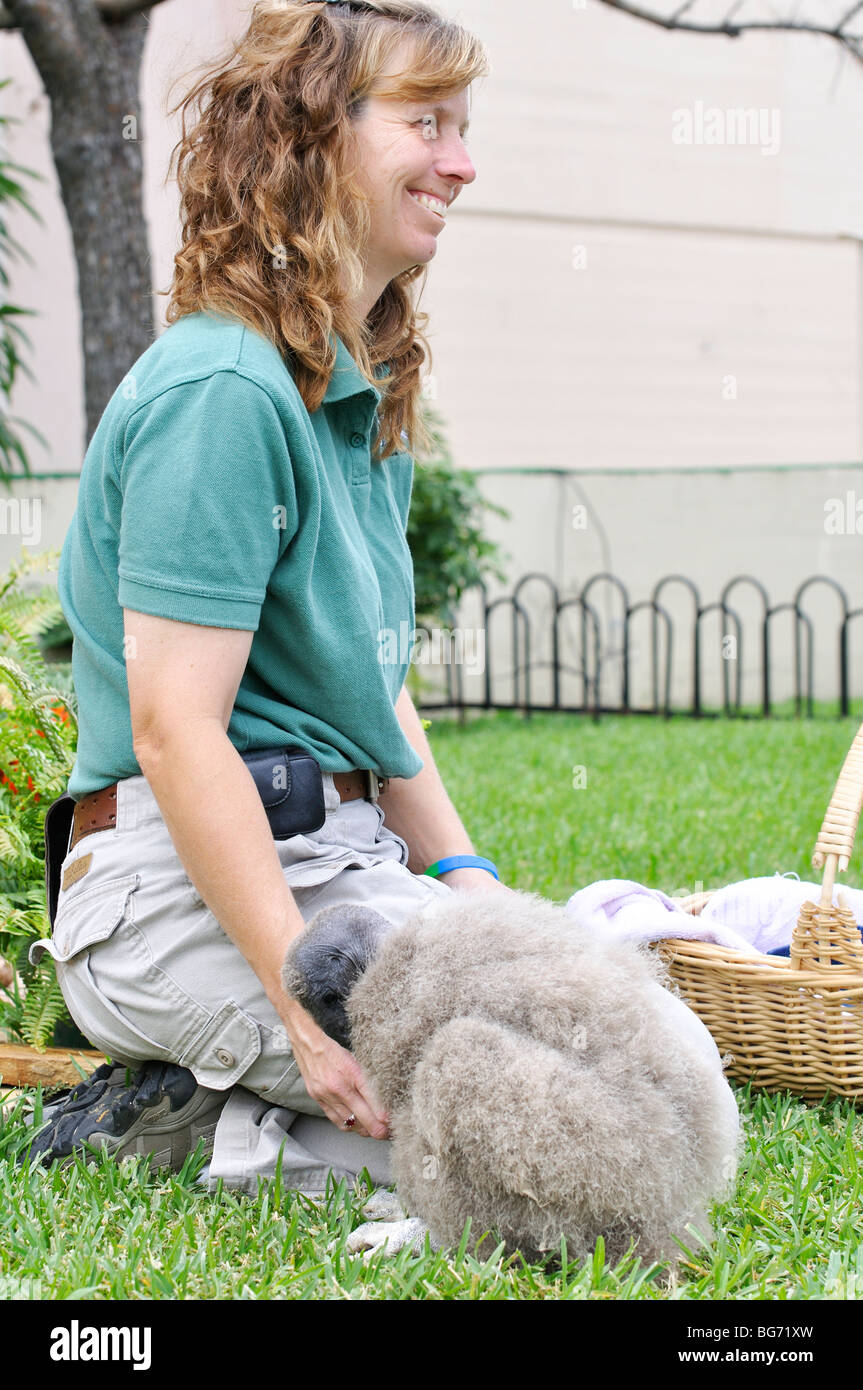 Baby california condor hi-res stock photography and images - Alamy