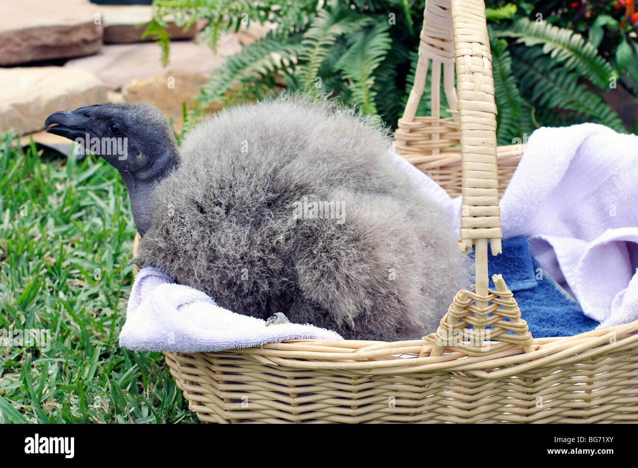 Condor california baby hi-res stock photography and images - Alamy