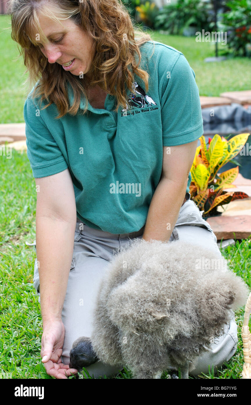 Baby California condor Stock Photo - Alamy