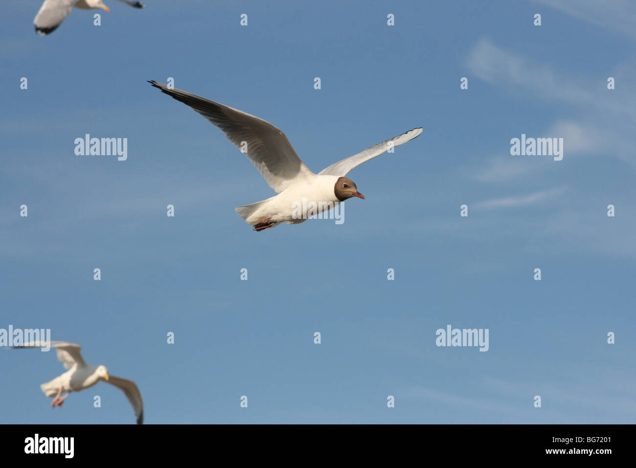 Sea gull flying against blue sky Stock Photo - Alamy