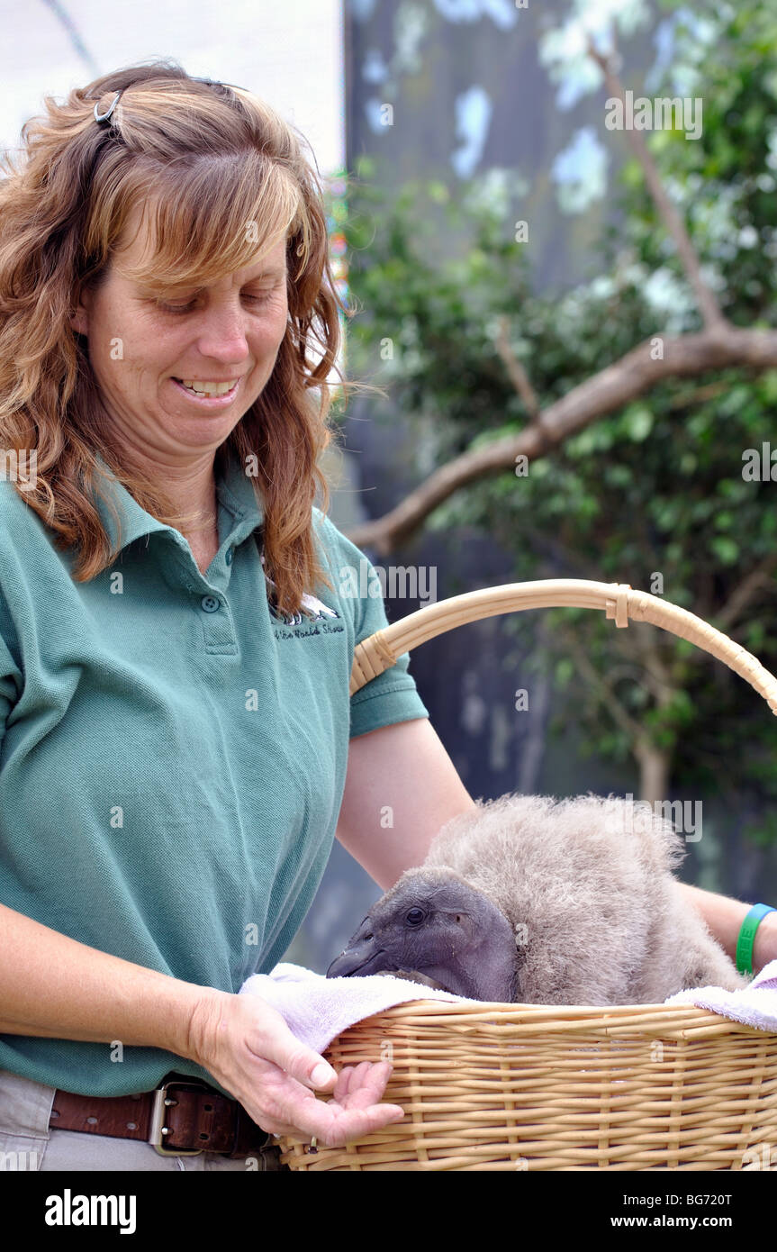California Condor Baby Stock Photos & California Condor Baby Stock ...