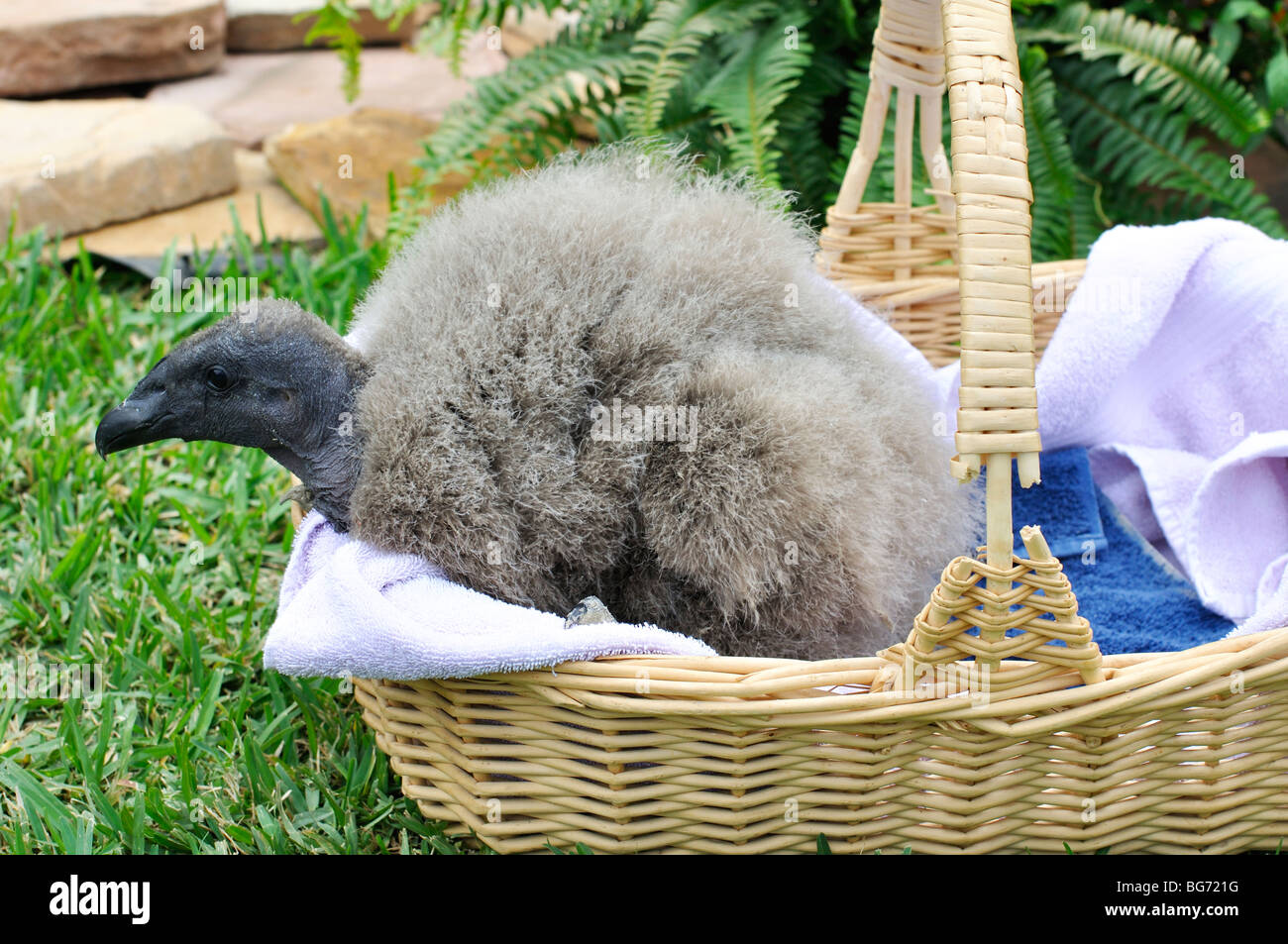 Baby california condor hi-res stock photography and images - Alamy