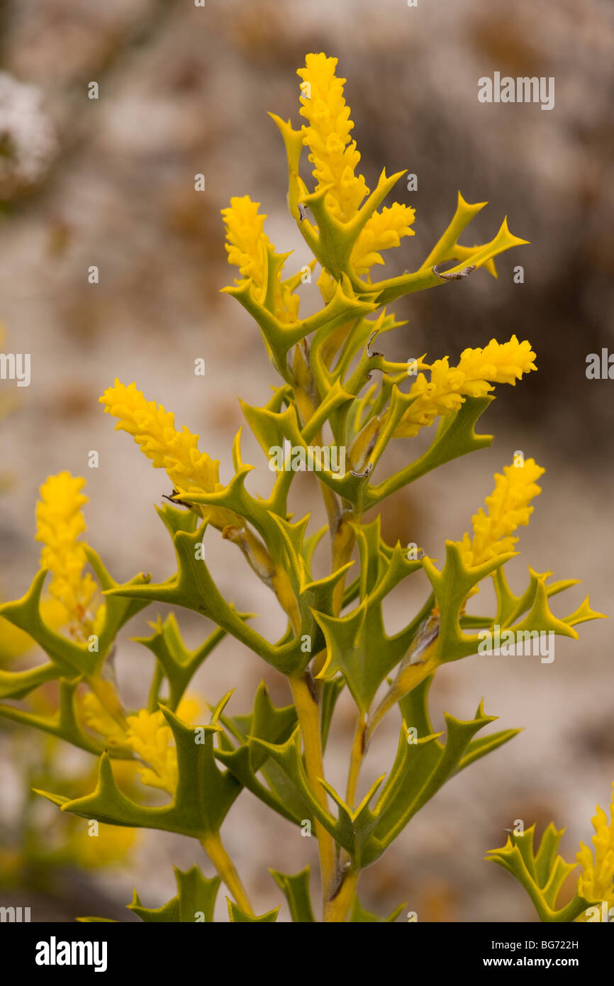 Spiny Synaphea, Synaphea spinulosa, growing on sand in Kwongan heath, Alexander Morrison ...