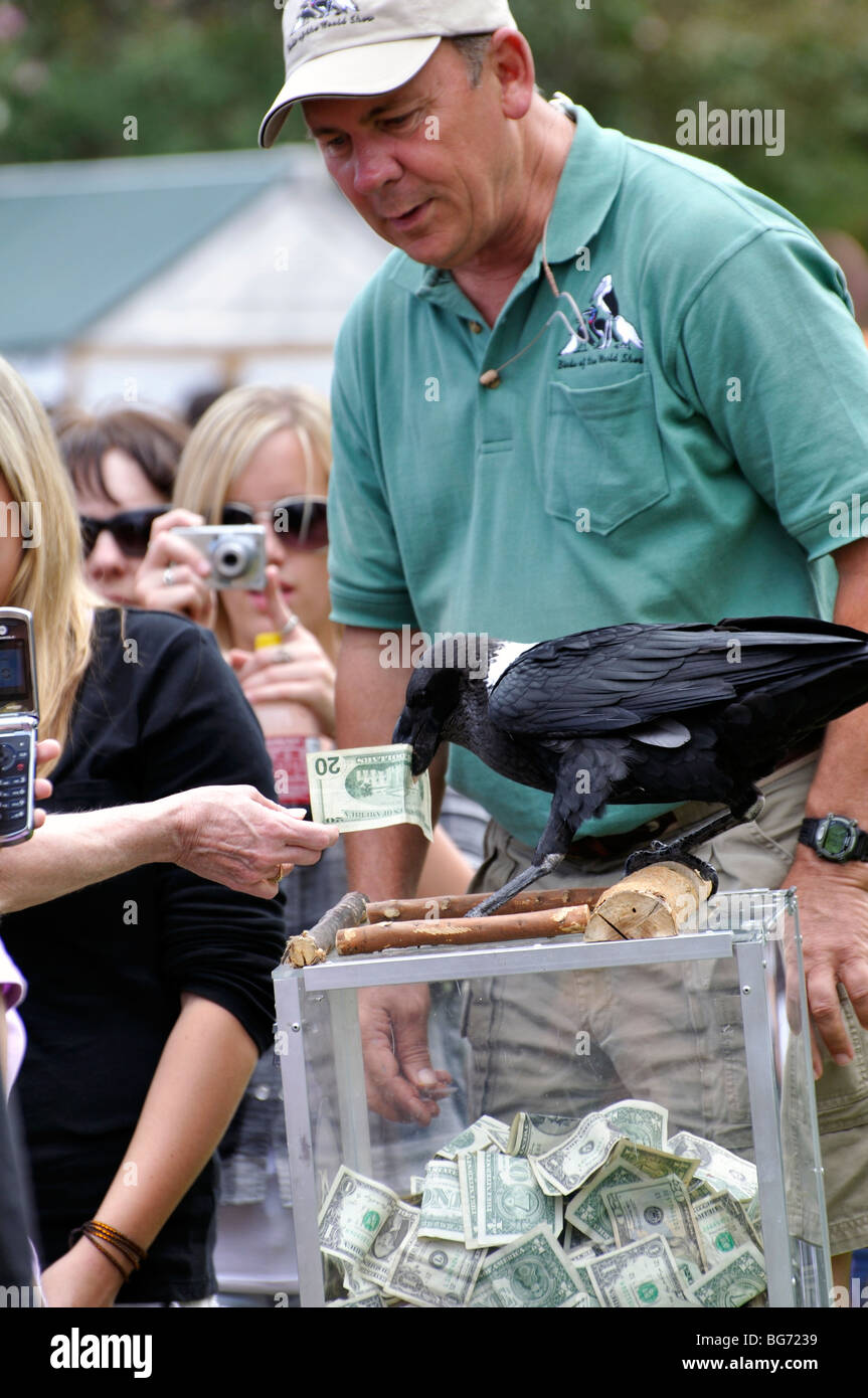 Bird collecting money Stock Photo - Alamy