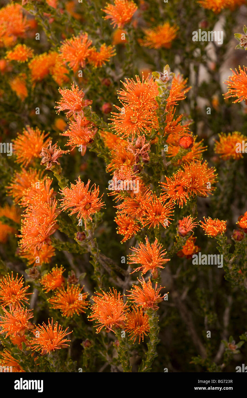 An orange Eremaea, Eremaea brevifolia, growing on sand in Kwongan heath ...
