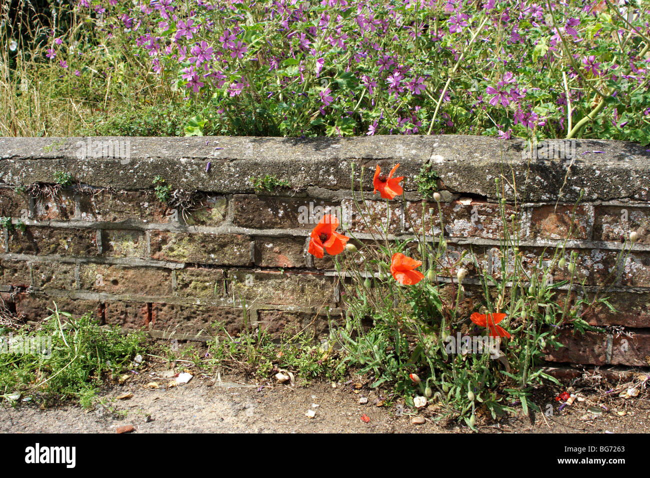 Wall overgrown hi-res stock photography and images - Alamy