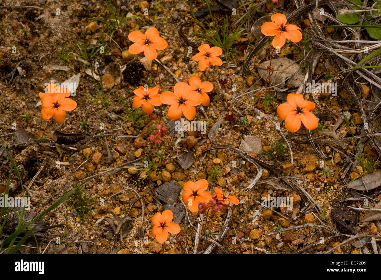 A tiny orange sundew Drosera barbigera in kwongan, Coomallo Nature ...