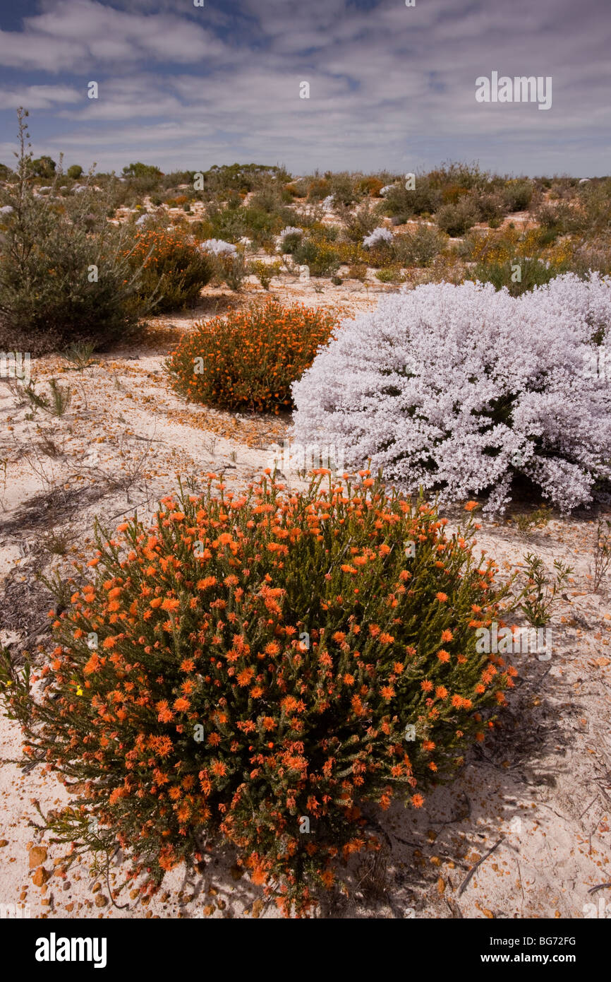 Sandy Kwongan heath, with orange Eremaea brevifolia, Lambswool bush ...