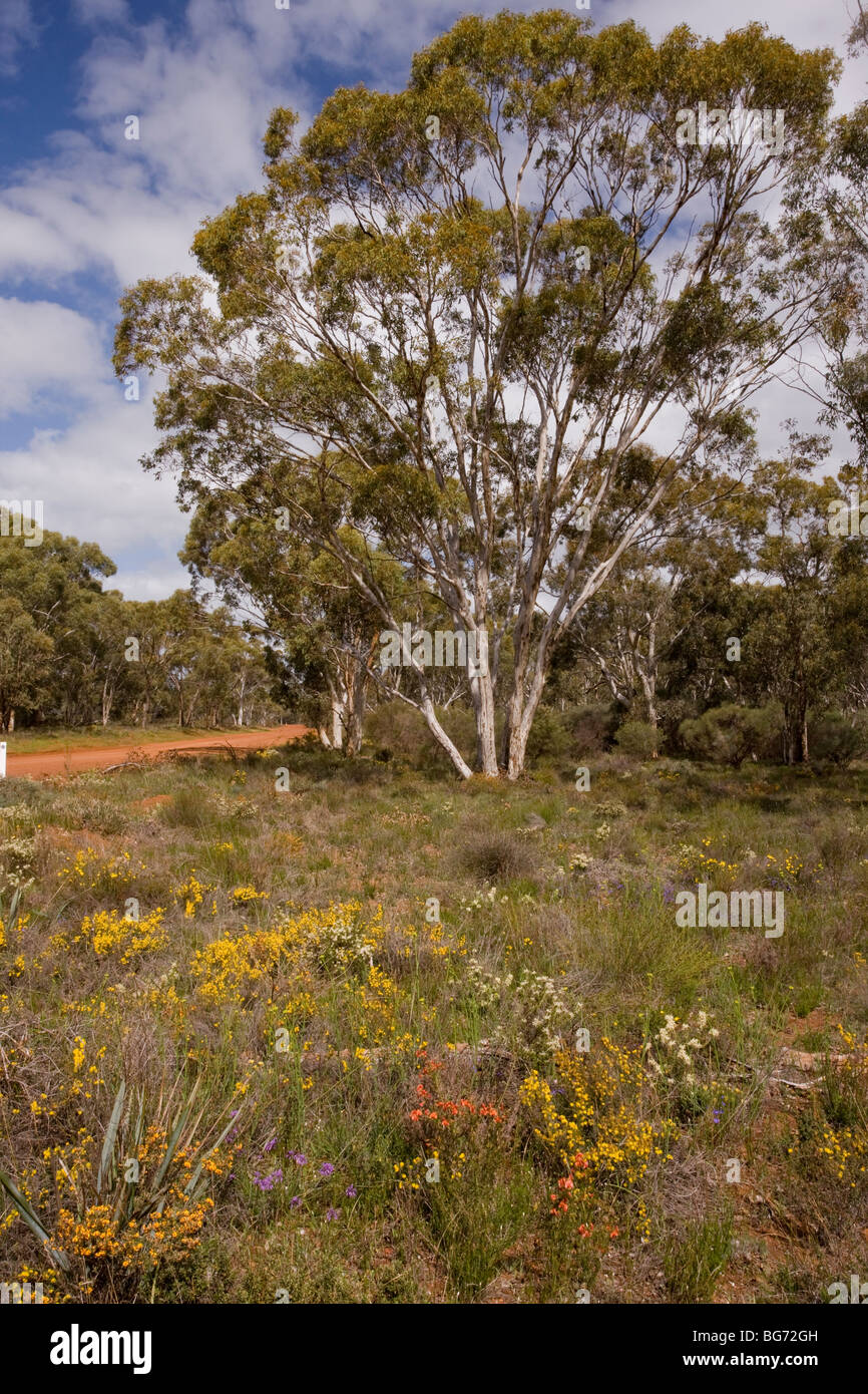 Flowery roadside verge in Moganmoganning Reserve, near New Norcia ...