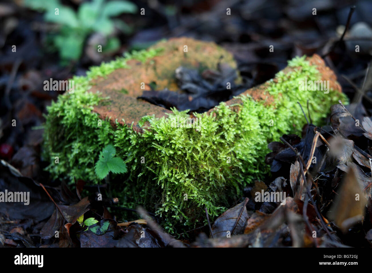 moss covered brick Stock Photo - Alamy