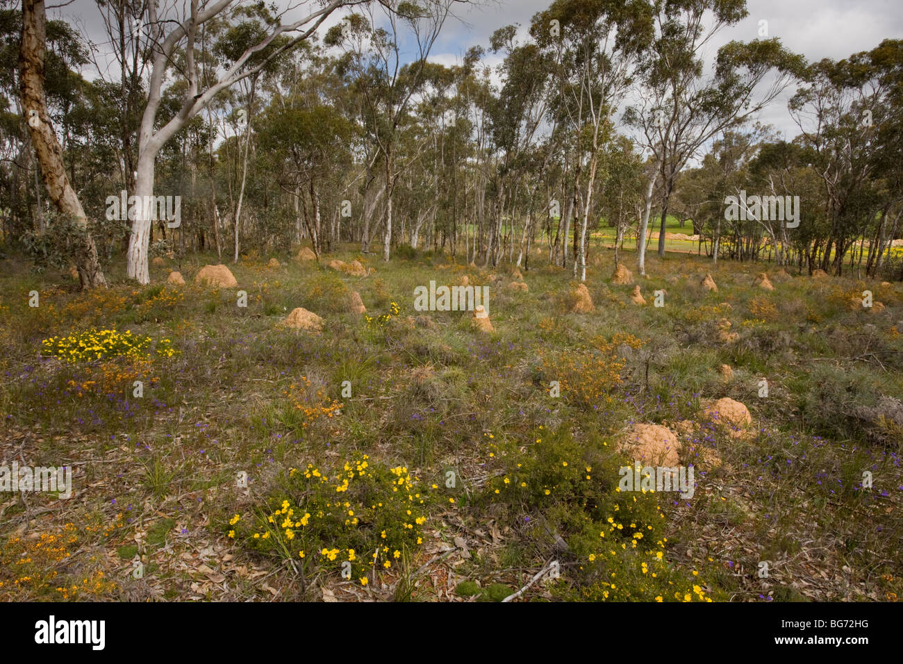 Australian roadside hi-res stock photography and images - Alamy