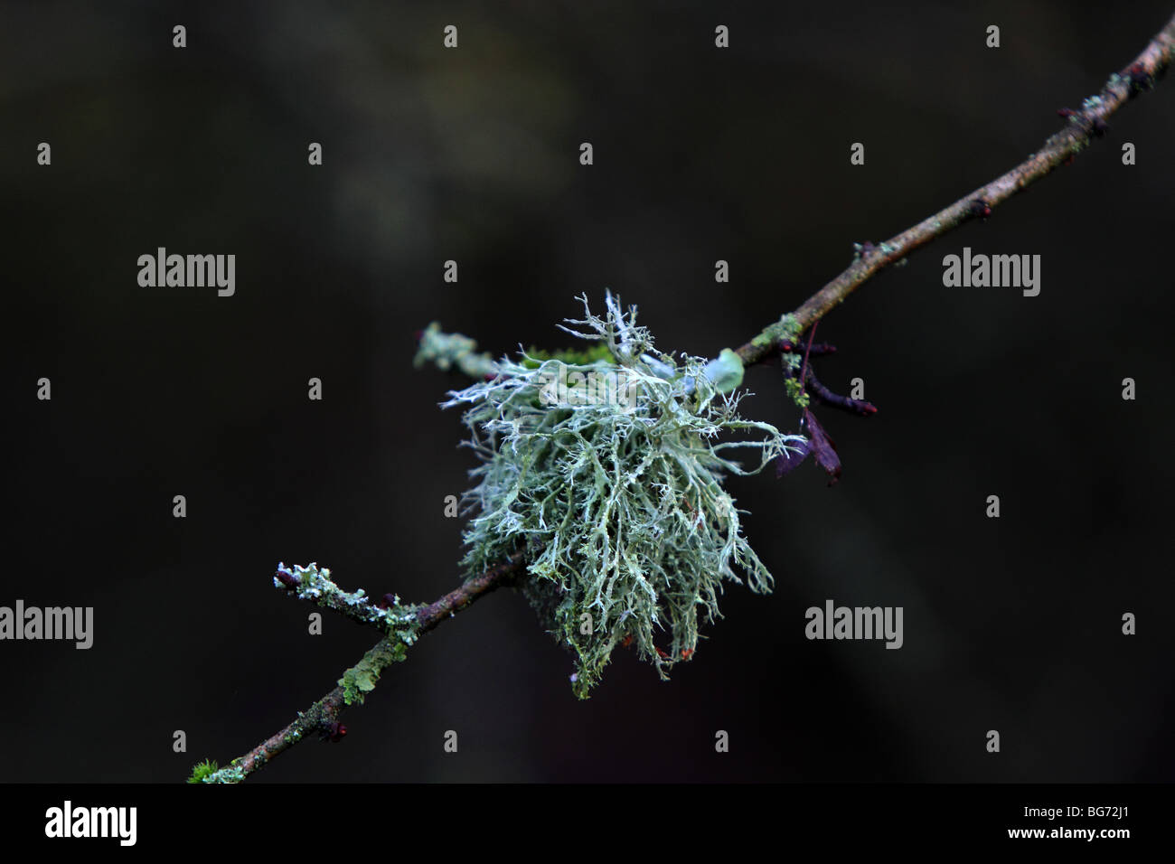Lichen in a tree Stock Photo - Alamy