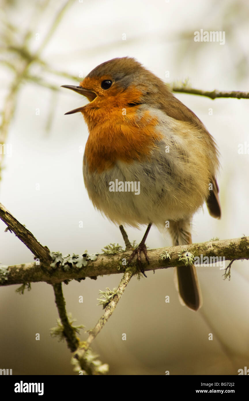 robin singing, UK Stock Photo - Alamy