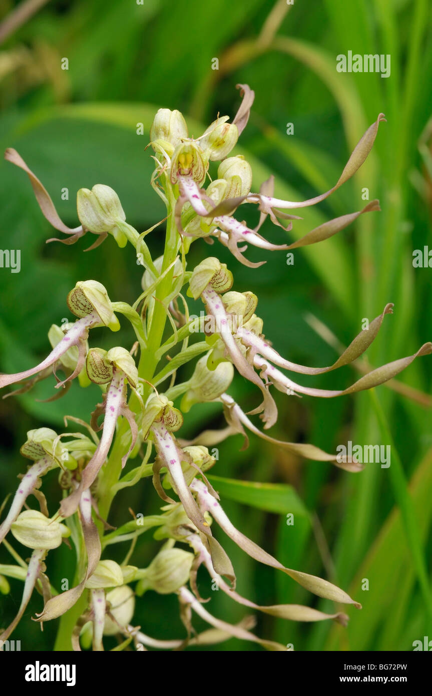 Lizard Orchid - Himantoglossum hircinum Stock Photo - Alamy