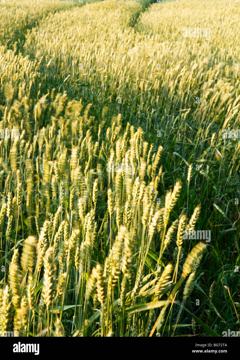 Field tramlines hi-res stock photography and images - Alamy