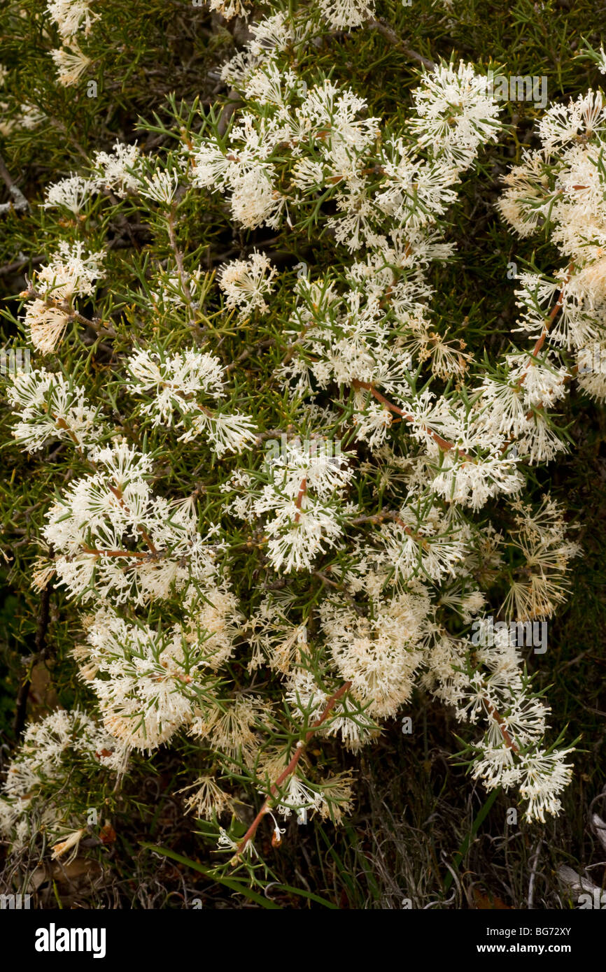 Hakea trifurcata shrub australia hi-res stock photography and images - Alamy