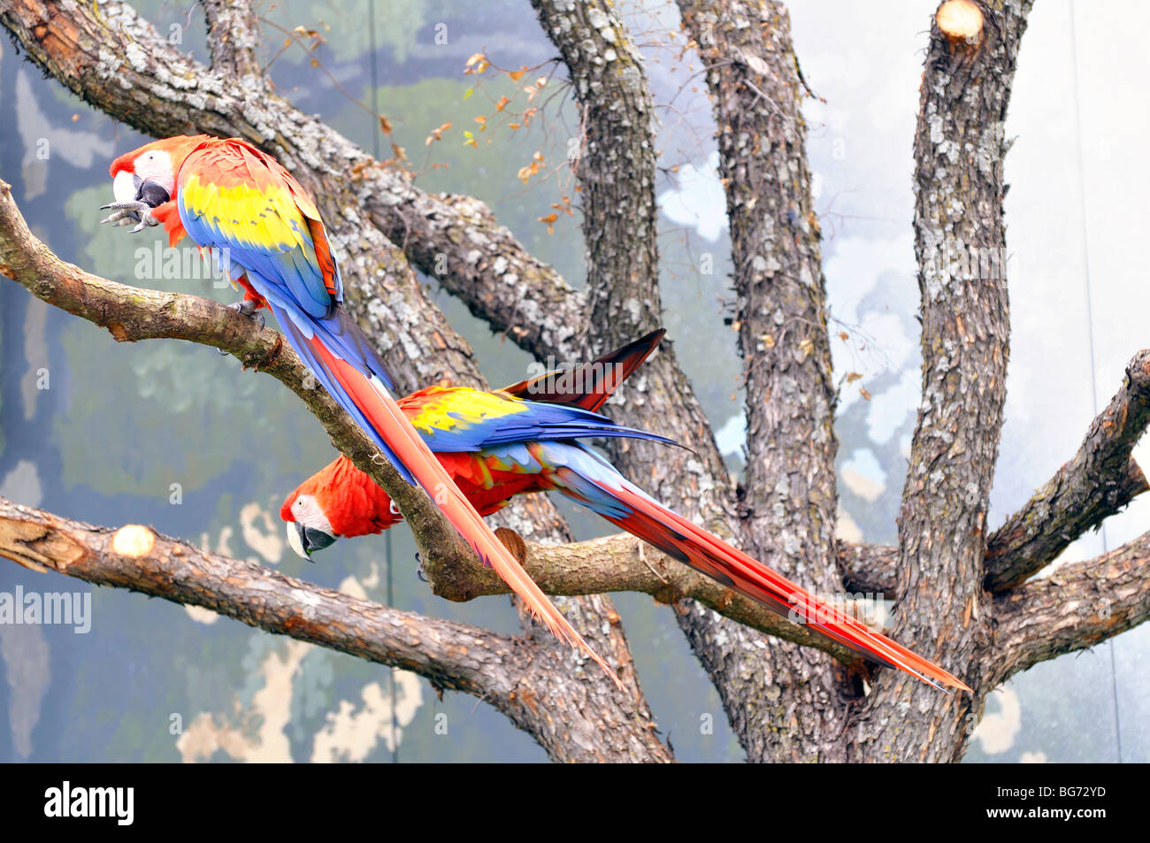 Parrots on branch hi-res stock photography and images - Alamy