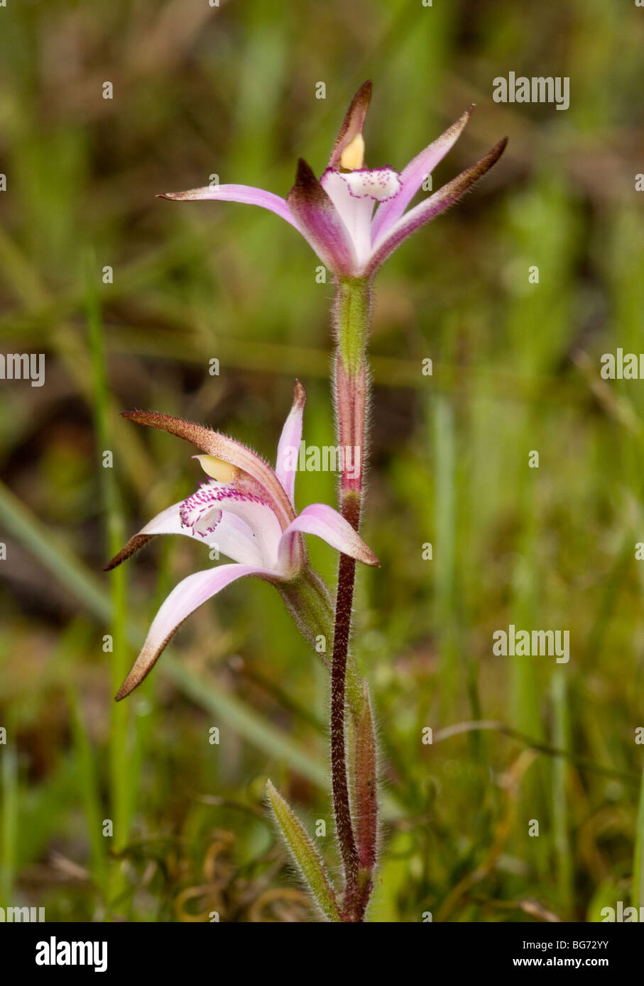 Australian pink orchid hi-res stock photography and images - Alamy