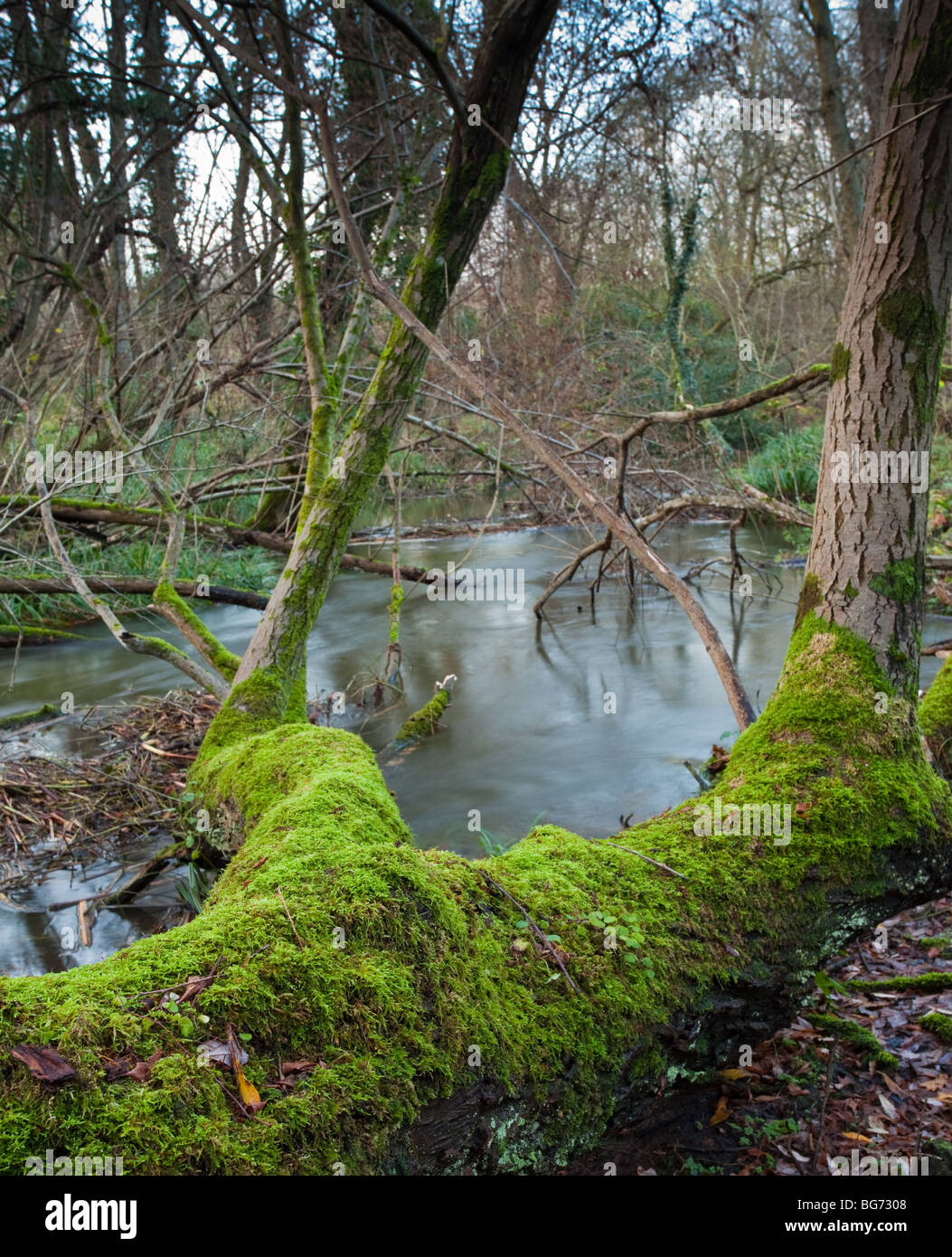 Trees and floods hi-res stock photography and images - Alamy