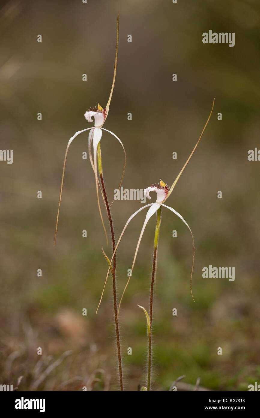 White Spider Orchid Caladenia longicauda ssp. redacta in woodland ...