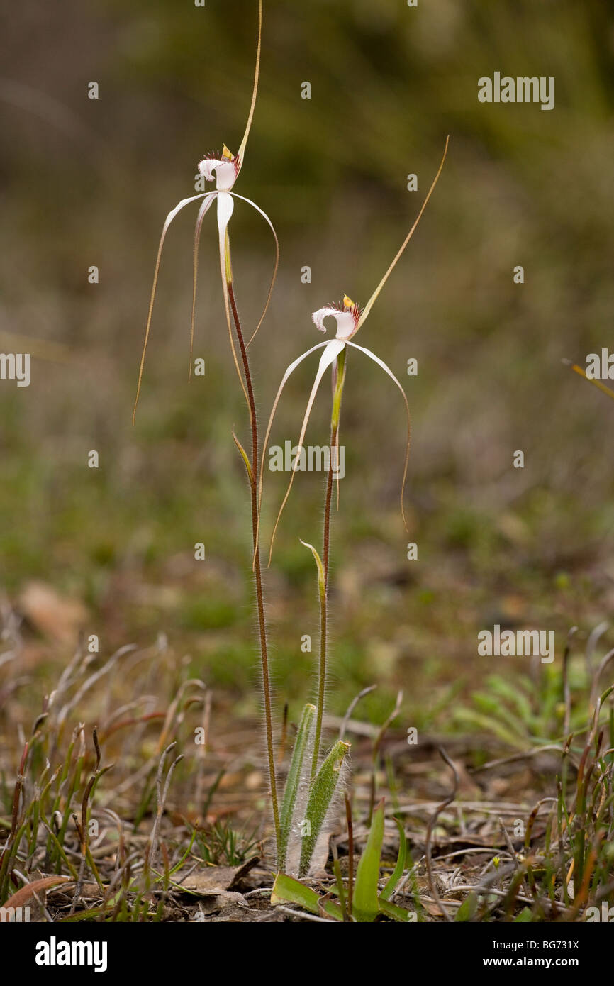 White Spider Orchid Caladenia longicauda ssp. redacta in woodland ...