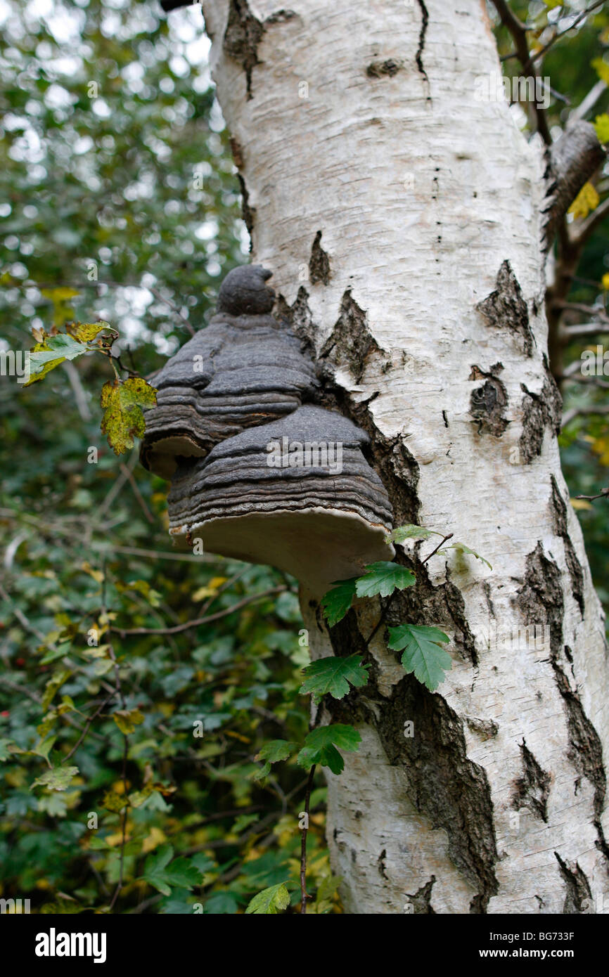 Silve birch hi-res stock photography and images - Alamy