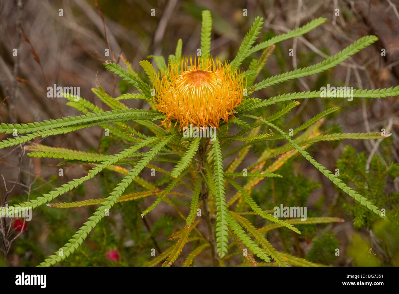 Dryandra hi-res stock photography and images - Alamy