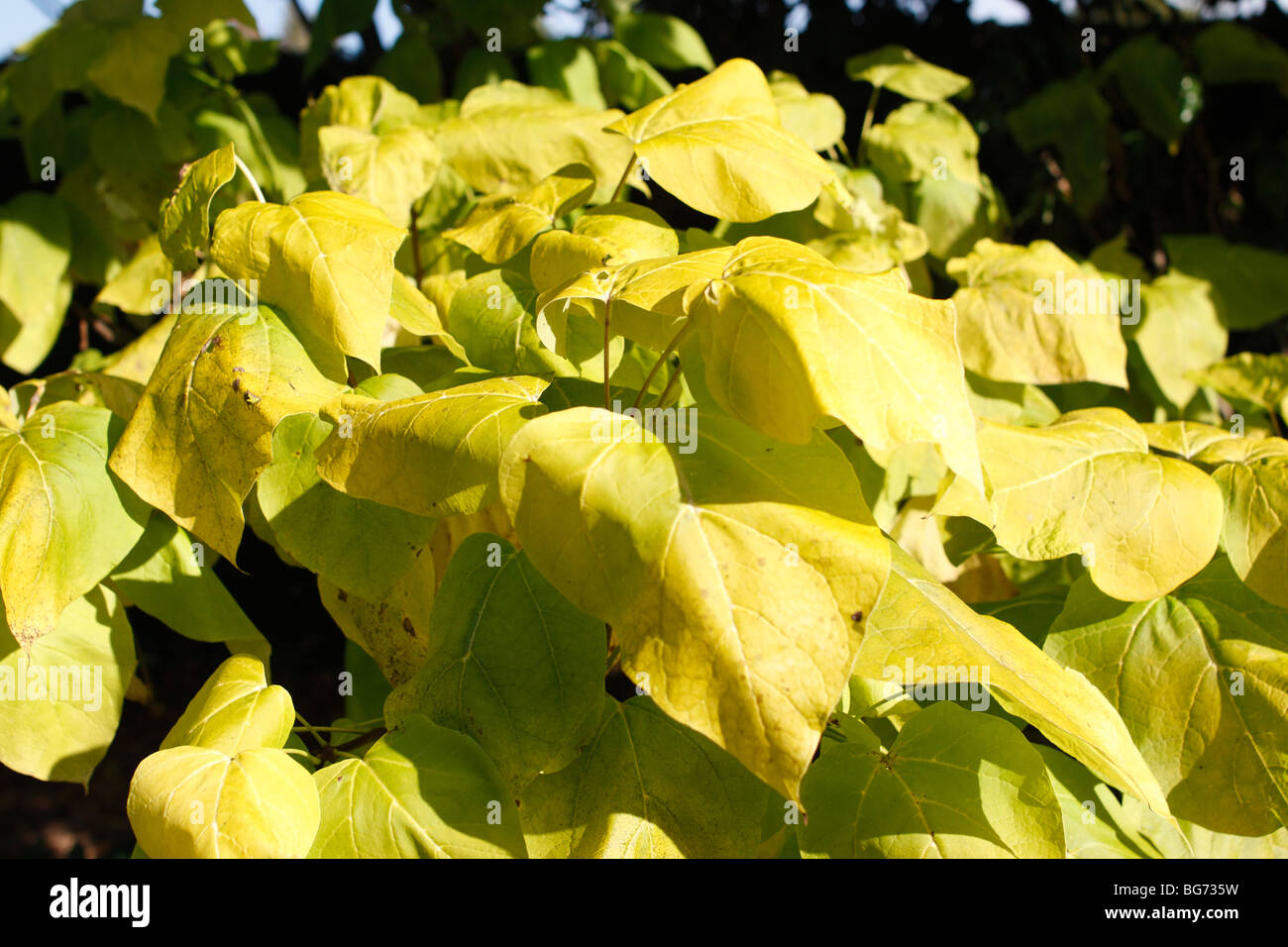Foxglove-Tree Paulownia tomentosa Stock Photo - Alamy