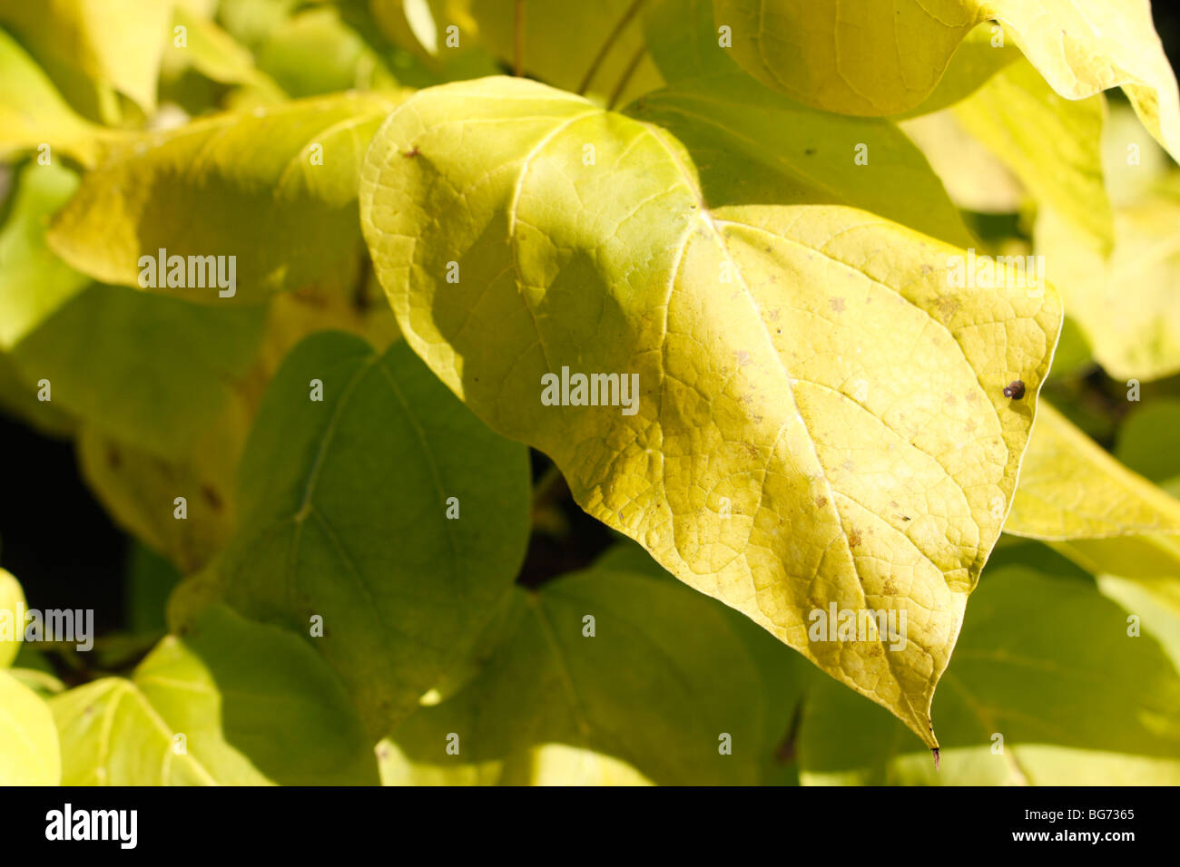 Foxglove-Tree Paulownia tomentosa Stock Photo - Alamy