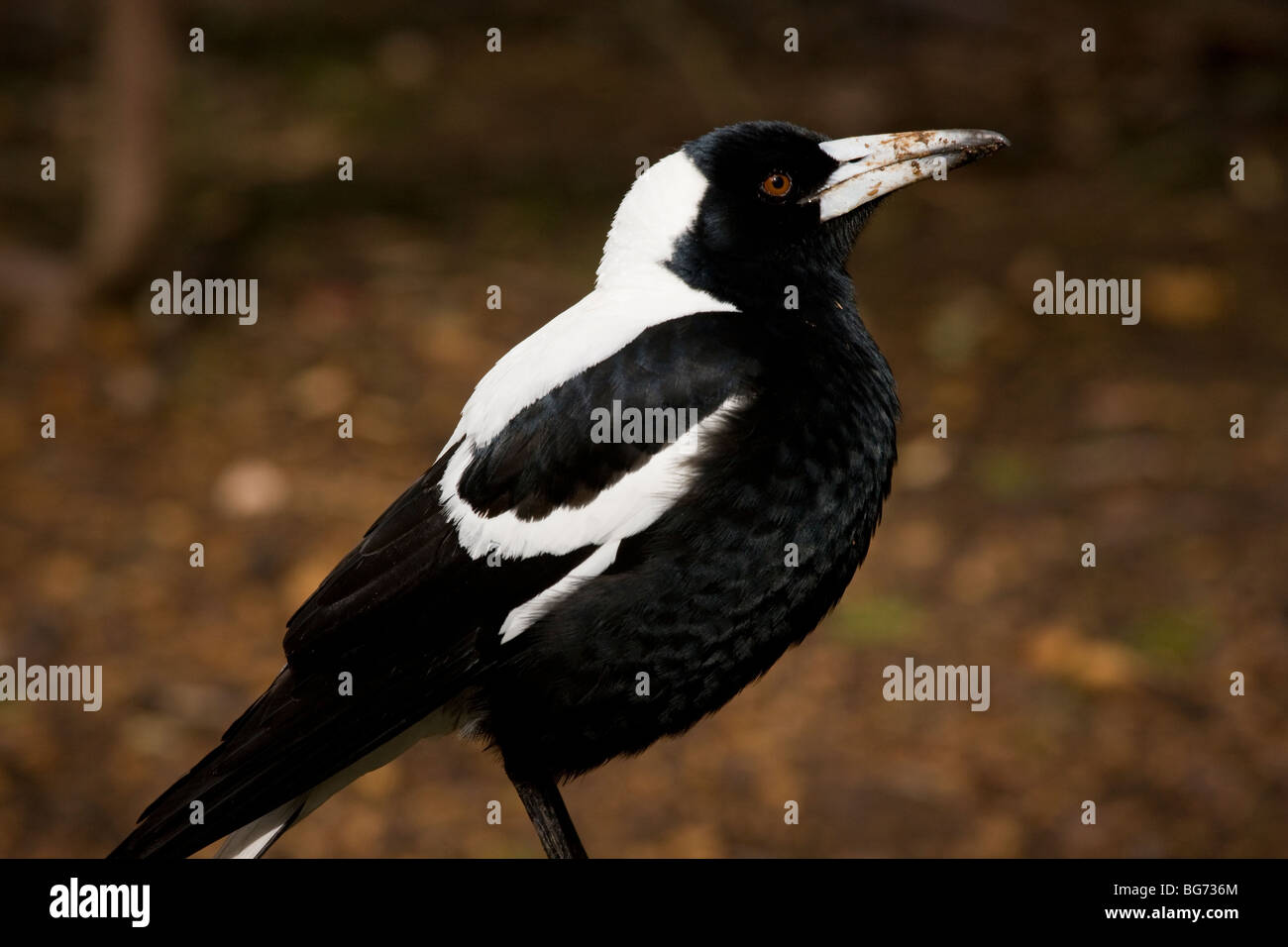 Magpie beak hi-res stock photography and images - Alamy