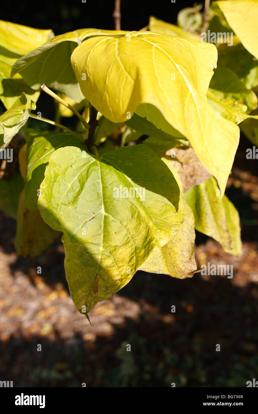 Foxglove-Tree Paulownia tomentosa Stock Photo - Alamy