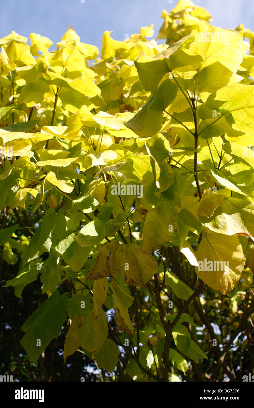 Foxglove-Tree Paulownia tomentosa Stock Photo - Alamy
