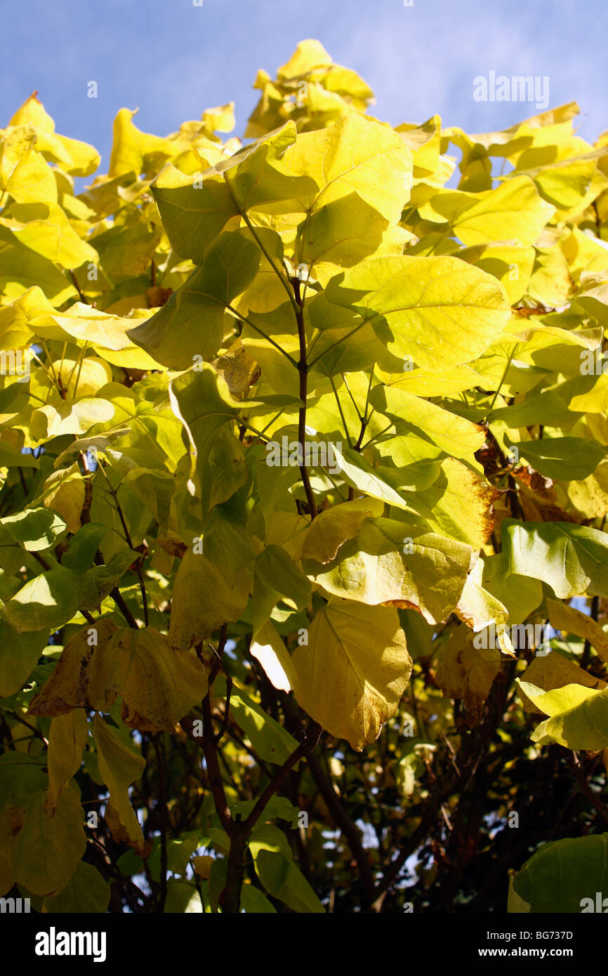 Foxglove-Tree Paulownia tomentosa Stock Photo - Alamy