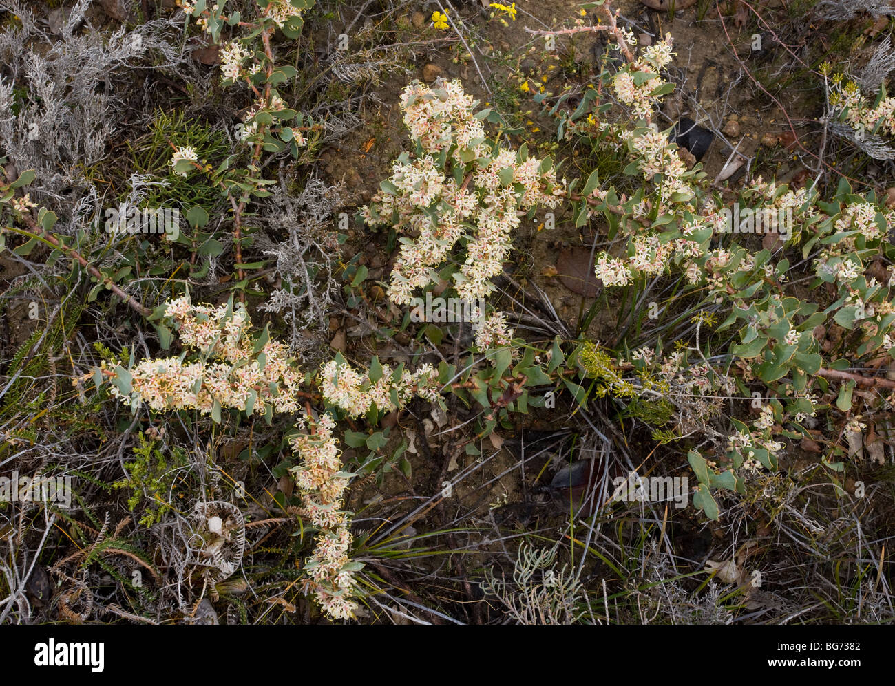 Harsh hakea, Hakea prostrata, Stirling Ranges, near Mount Barker, south ...