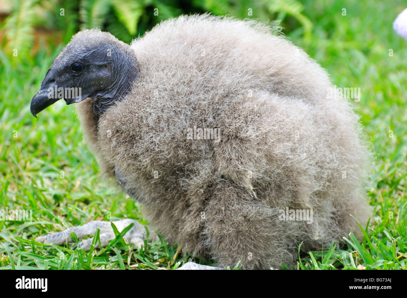 Condor california baby hi-res stock photography and images - Alamy