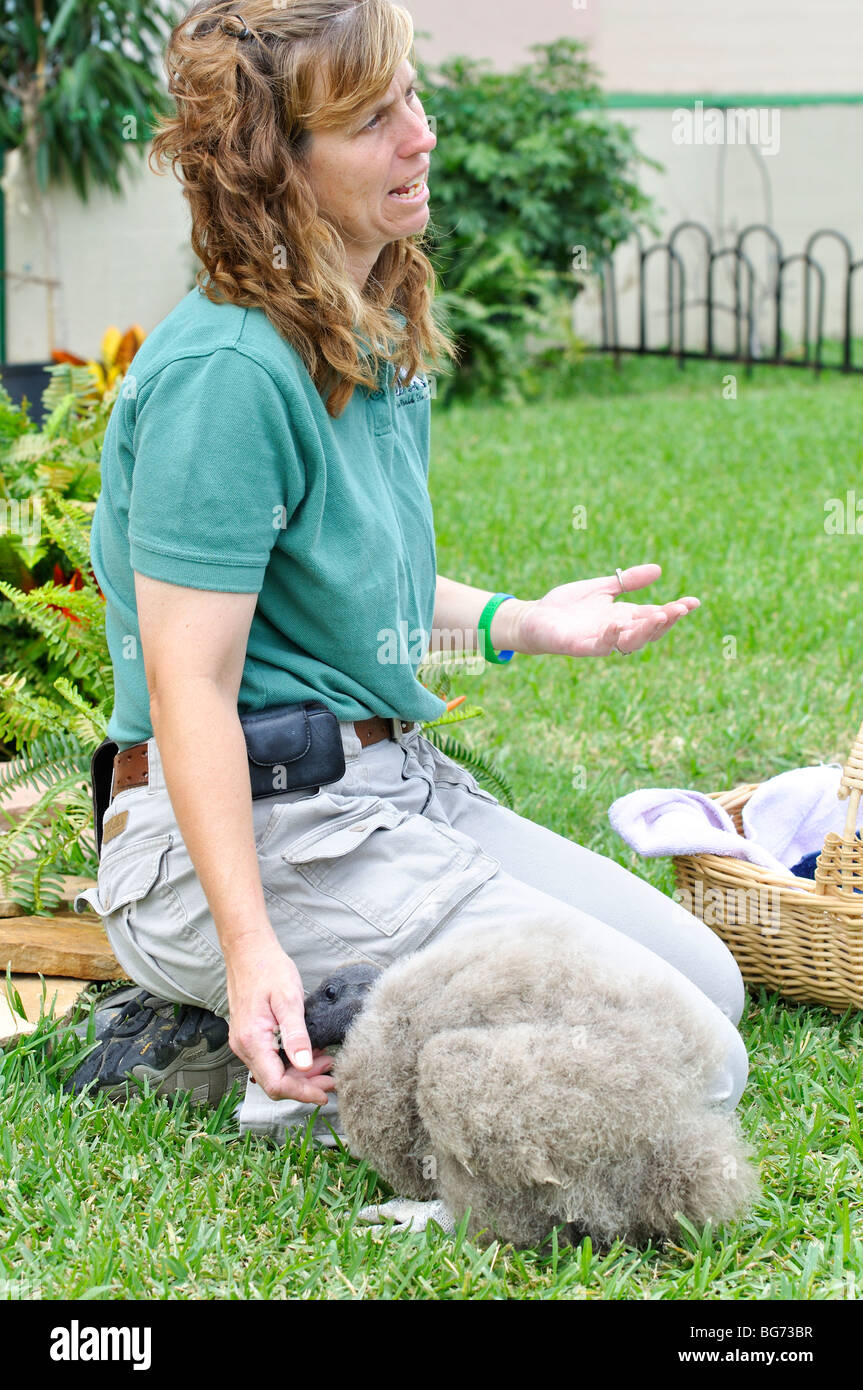 Condor california baby hi-res stock photography and images - Alamy