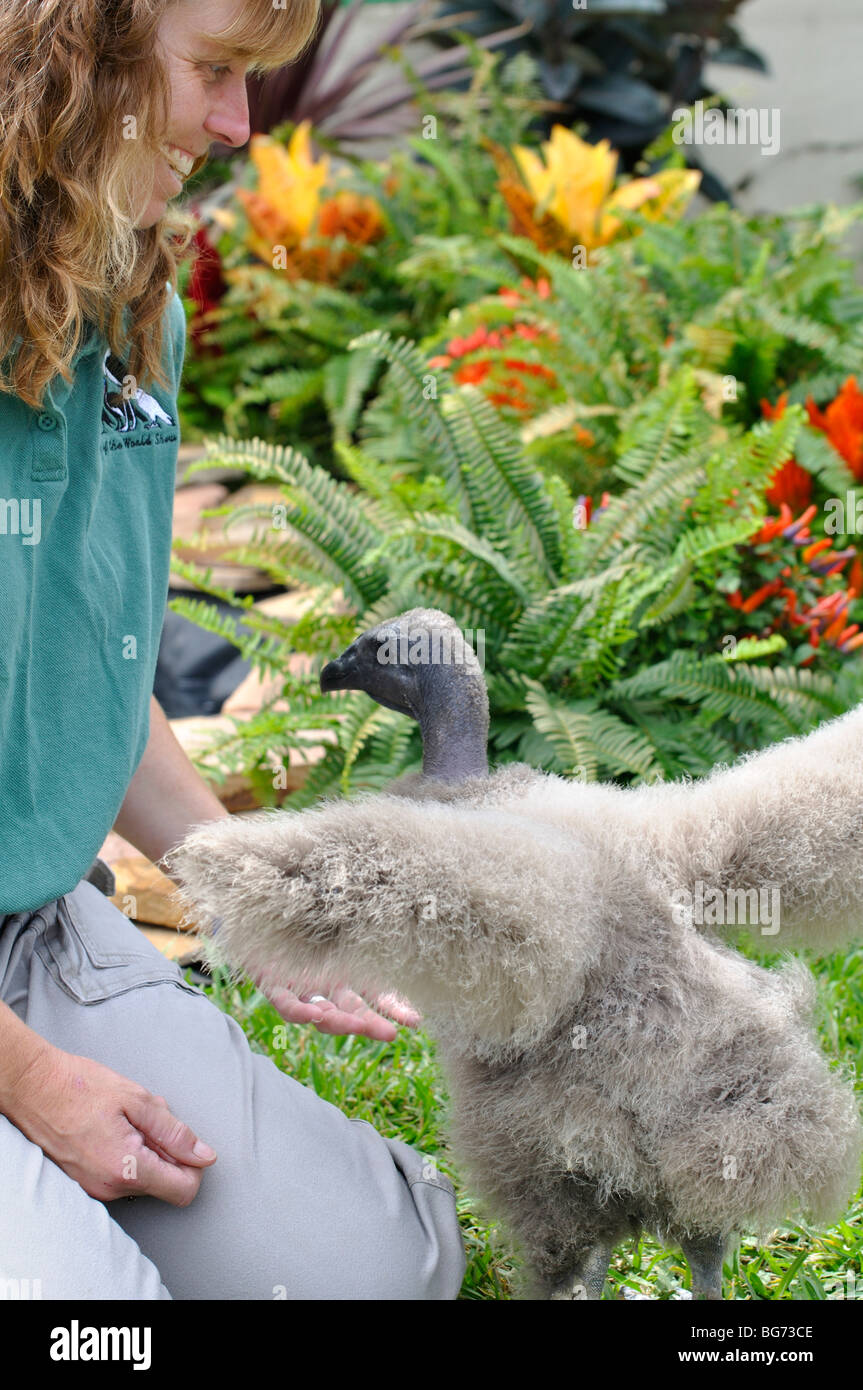 California Condor Baby Stock Photos & California Condor Baby Stock ...