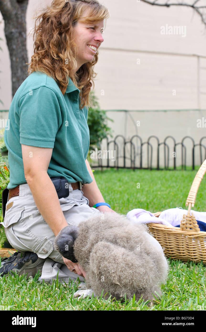 Baby California condor Stock Photo - Alamy