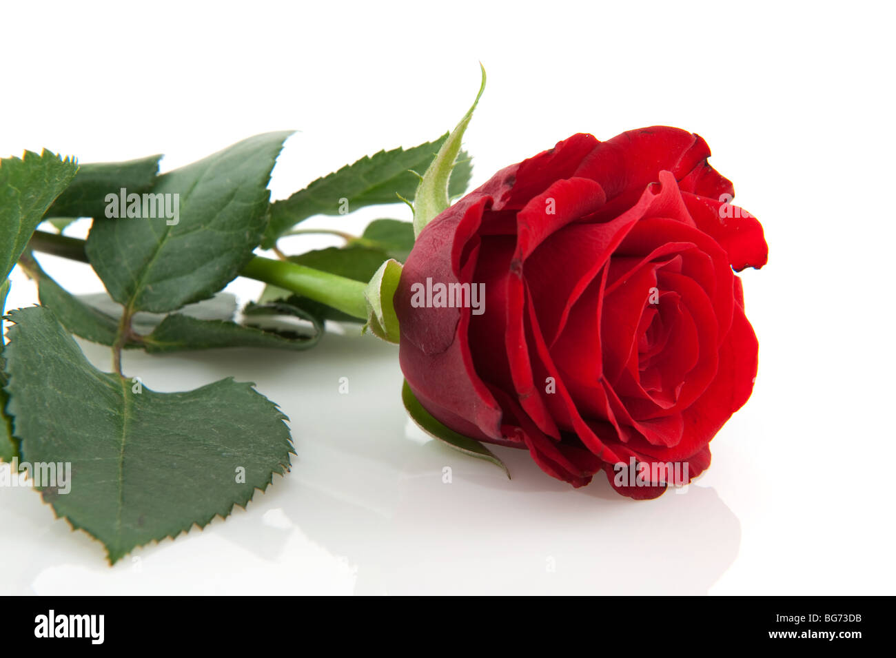 Single red rose for love isolated over white Stock Photo - Alamy