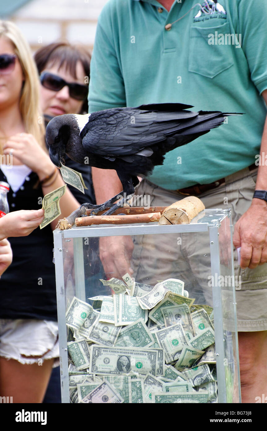 Collecting money hi-res stock photography and images - Alamy