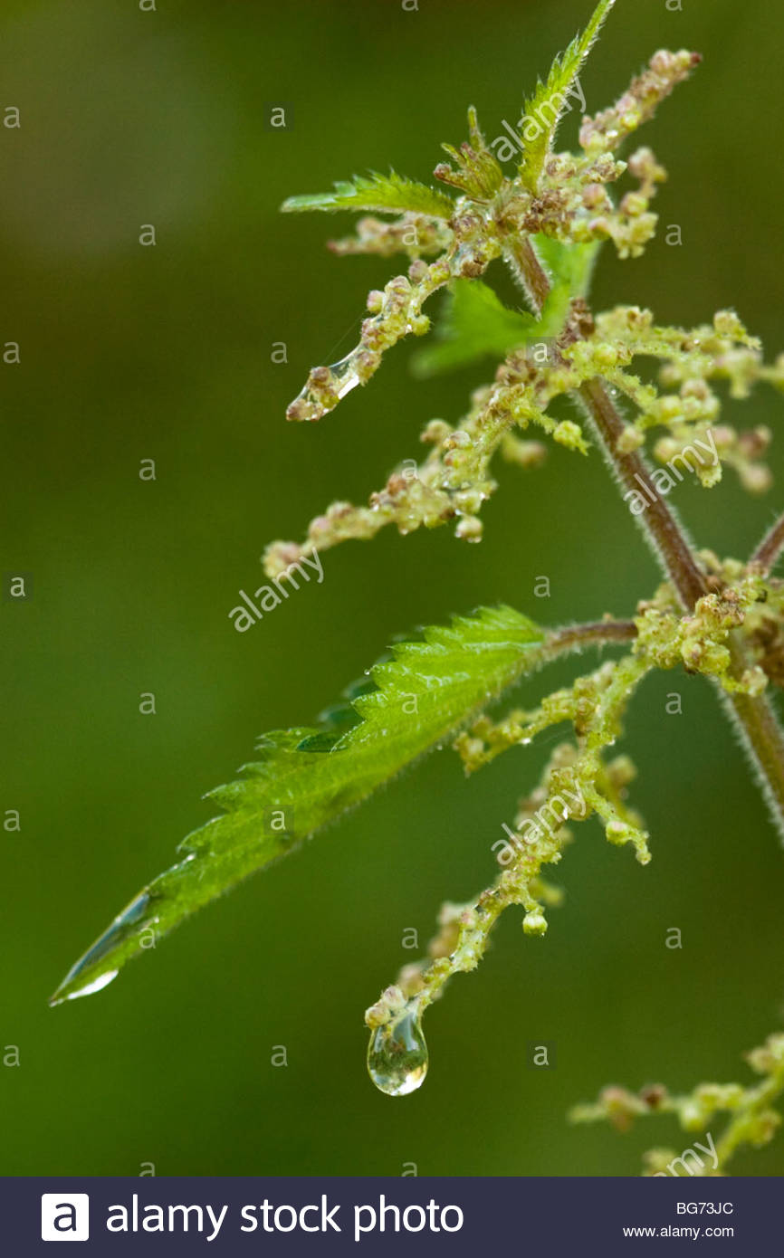 Common Stinging Nettle High Resolution Stock Photography and Images - Alamy
