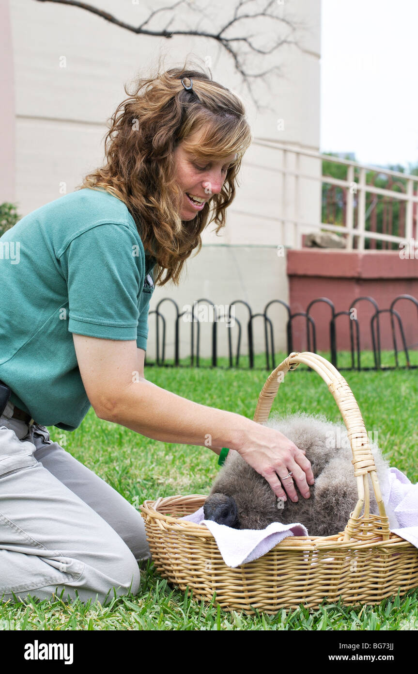 Baby california condor hi-res stock photography and images - Alamy