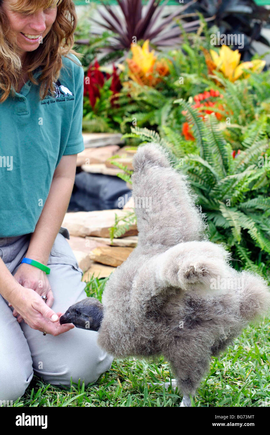 Condor california baby hi-res stock photography and images - Alamy