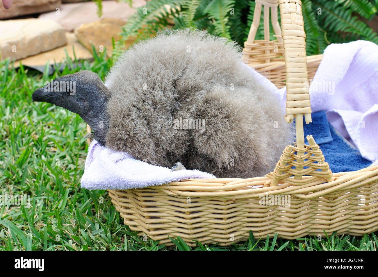 Baby California condor Stock Photo - Alamy