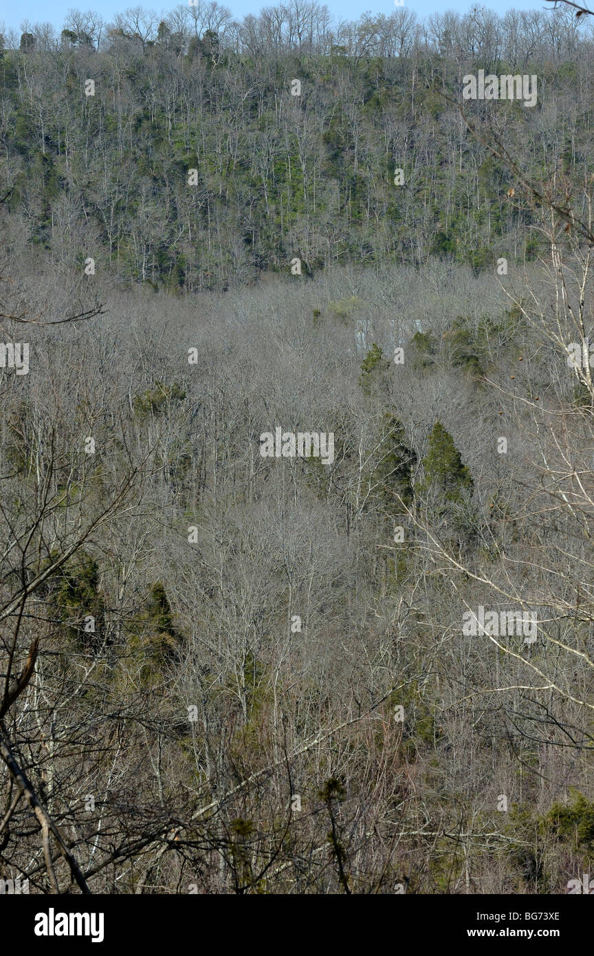 The wooded valley of Lower Howard's Creek in the bluegrass region of ...
