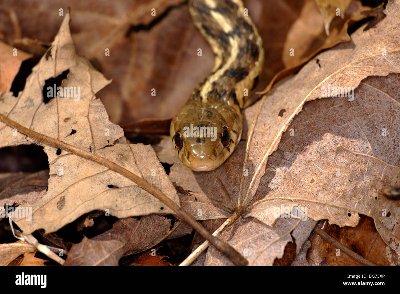 Closeup of the head of a common garter snake Stock Photo - Alamy